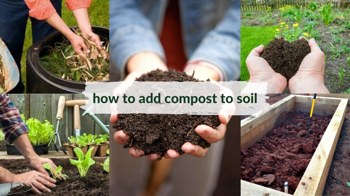 TheRaisedGardener.com